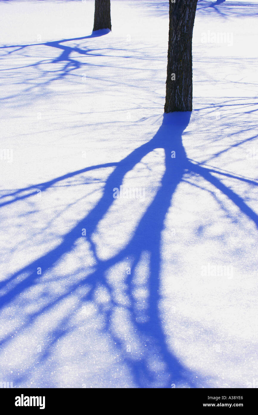 Shadow of tree branch Stock Photo - Alamy