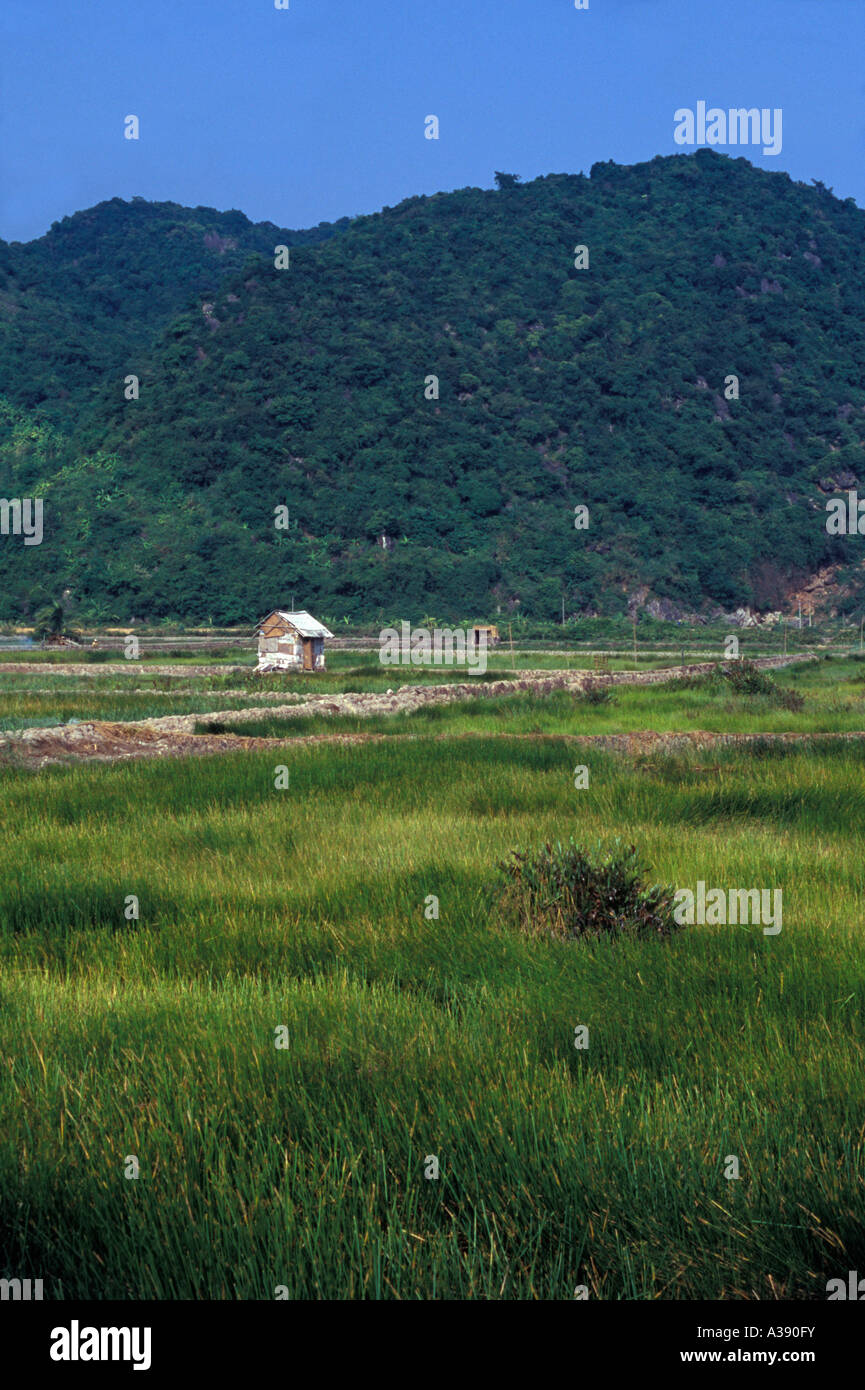 Small hut in a rice paddy field Stock Photo - Alamy
