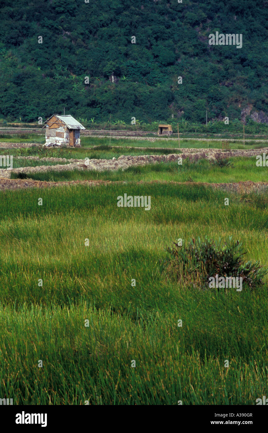 Small hut in a rice paddy field Stock Photo - Alamy