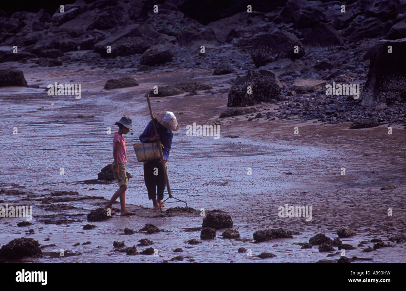 Shellfish picker hi-res stock photography and images - Alamy