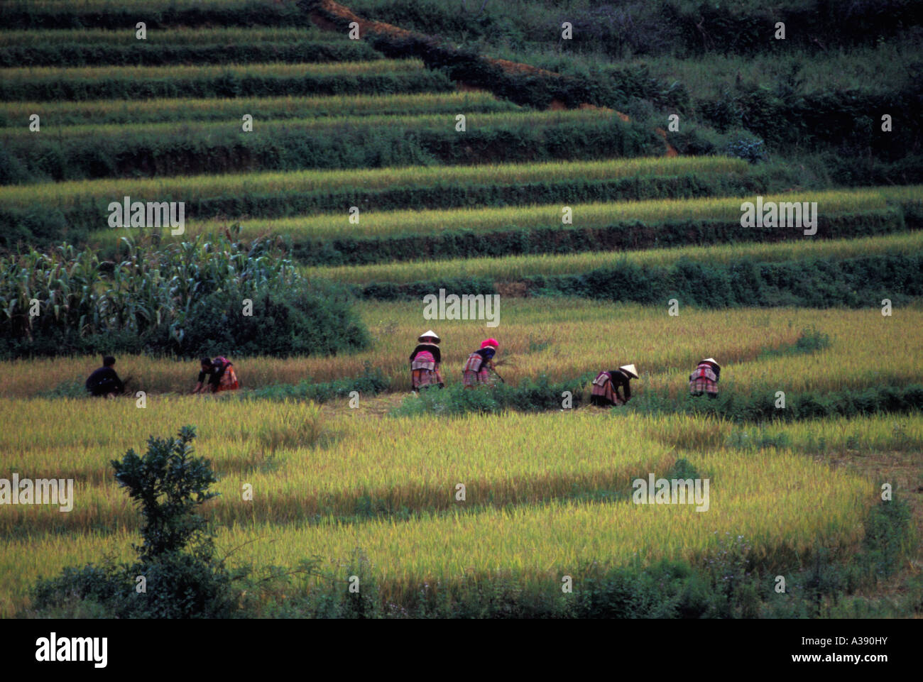 Indigenous Hmong Tribe Farming Community Stock Photo - Alamy