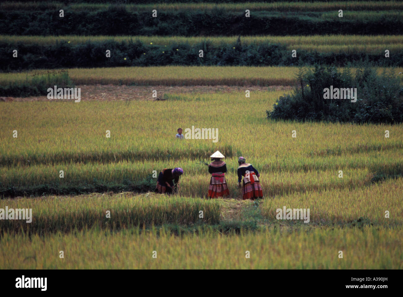 Indigenous Hmong Tribe Farming Community Stock Photo - Alamy