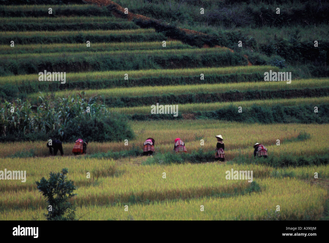 Indigenous Hmong Tribe Farming Community Stock Photo - Alamy