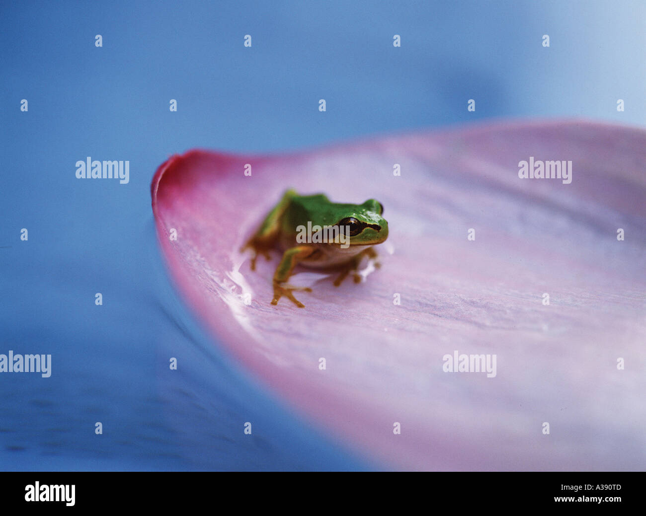 Frog leaf hi-res stock photography and images - Alamy
