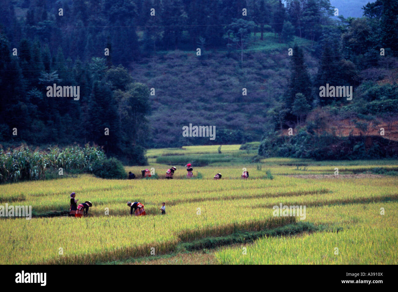 Indigenous Hmong Tribe Farming Community Stock Photo - Alamy