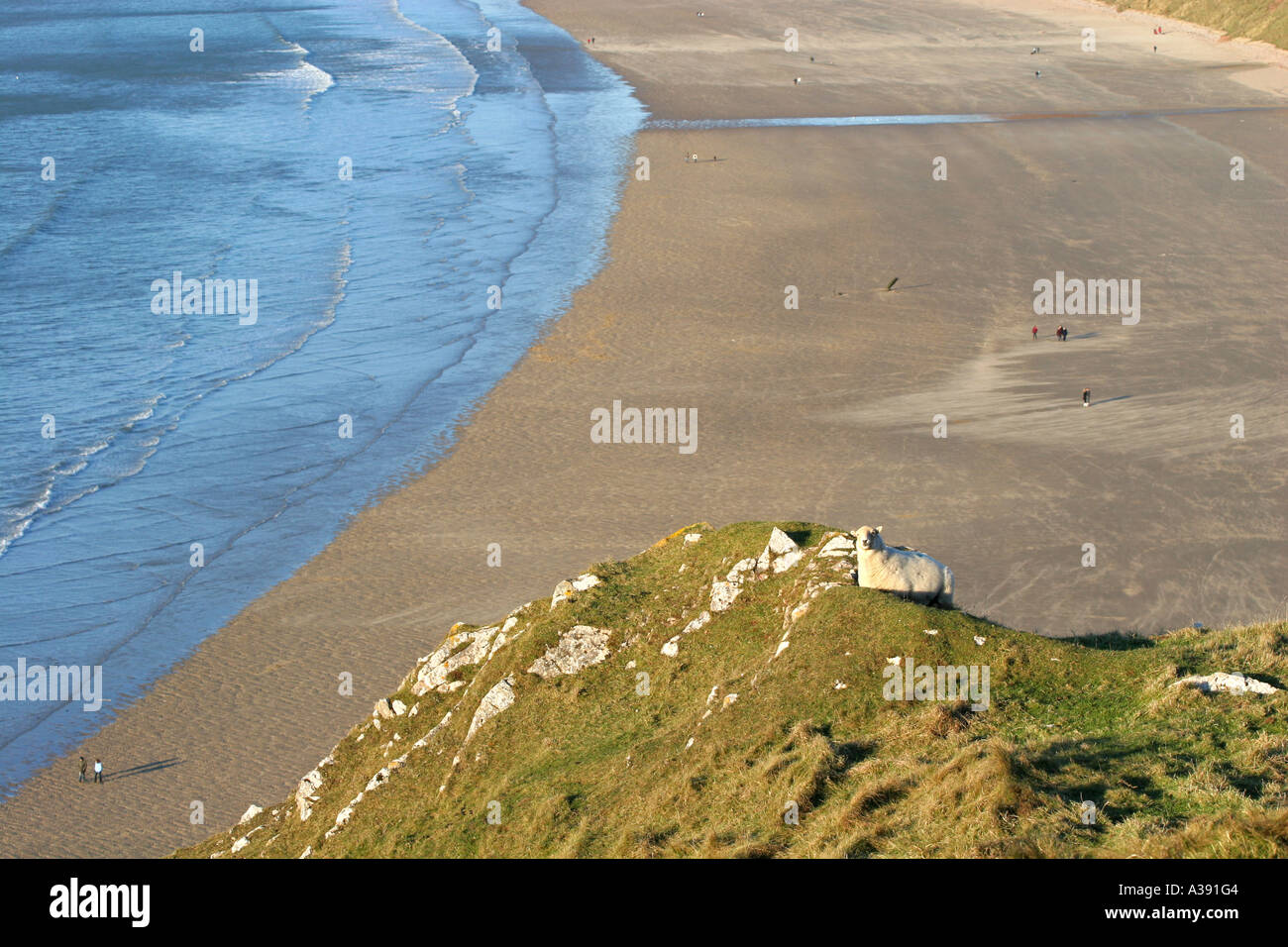 A single iconic sheep high up on clifftops overlooking Rhossili bay ...