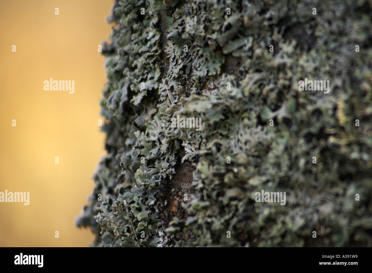 Liches hi-res stock photography and images - Alamy