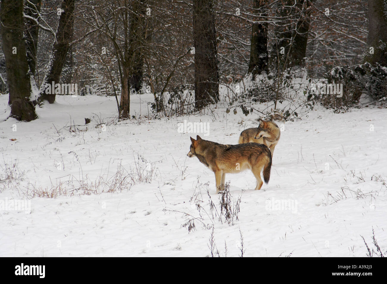 Wolve pack hi-res stock photography and images - Alamy