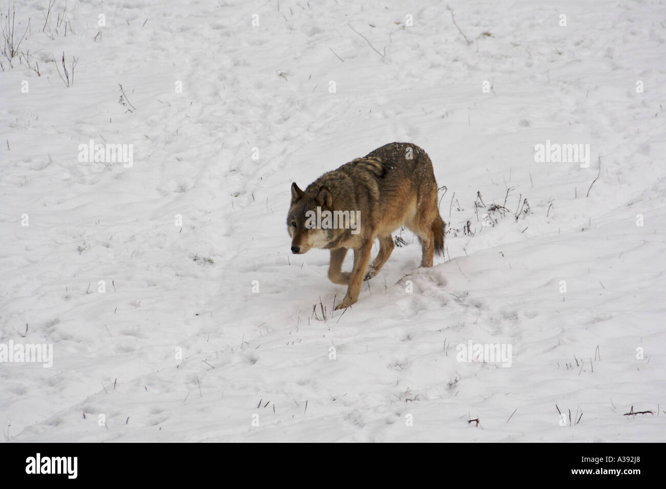 Wolf walking trough the snow Stock Photo - Alamy