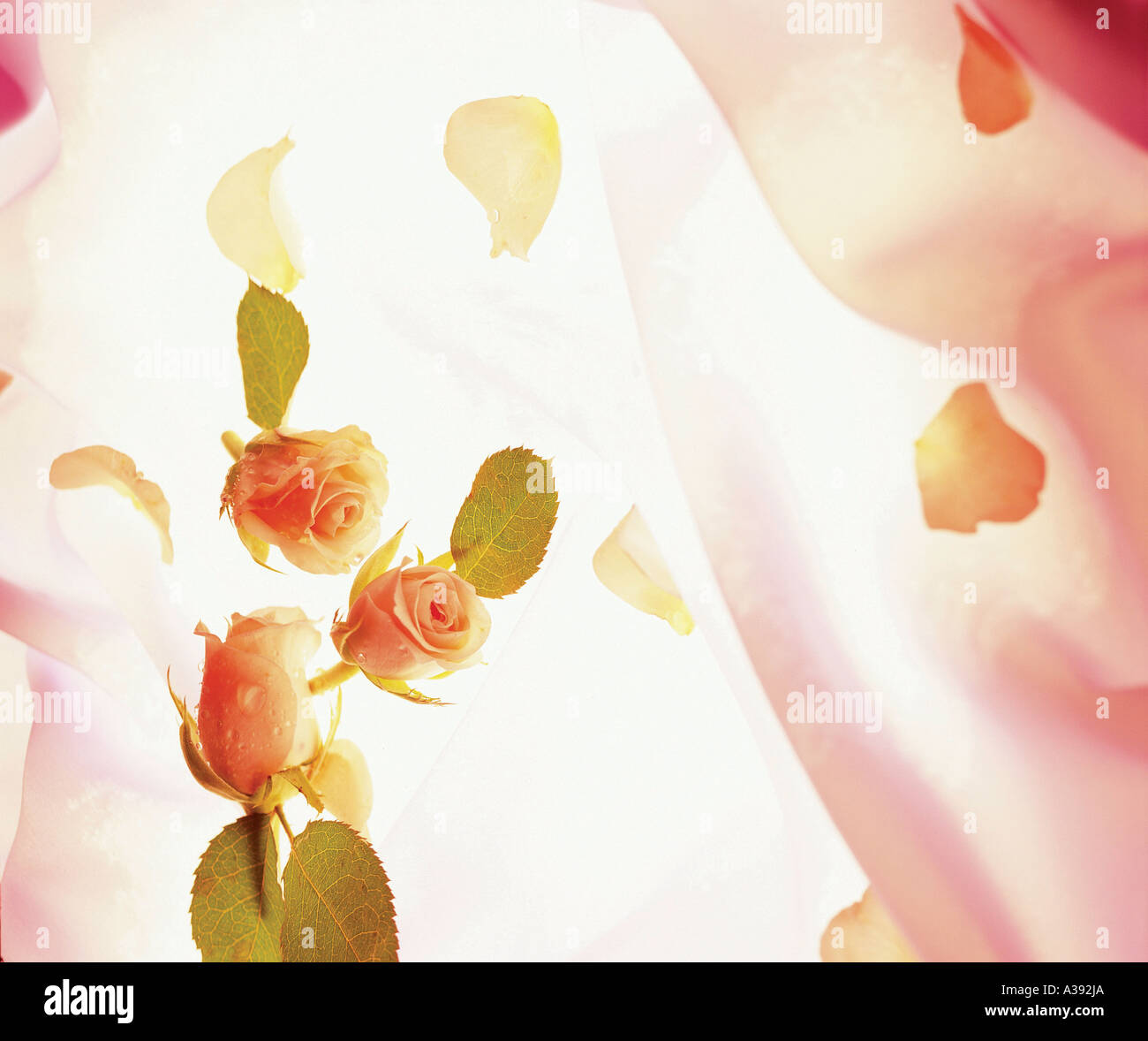 Light cloth hi-res stock photography and images - Alamy