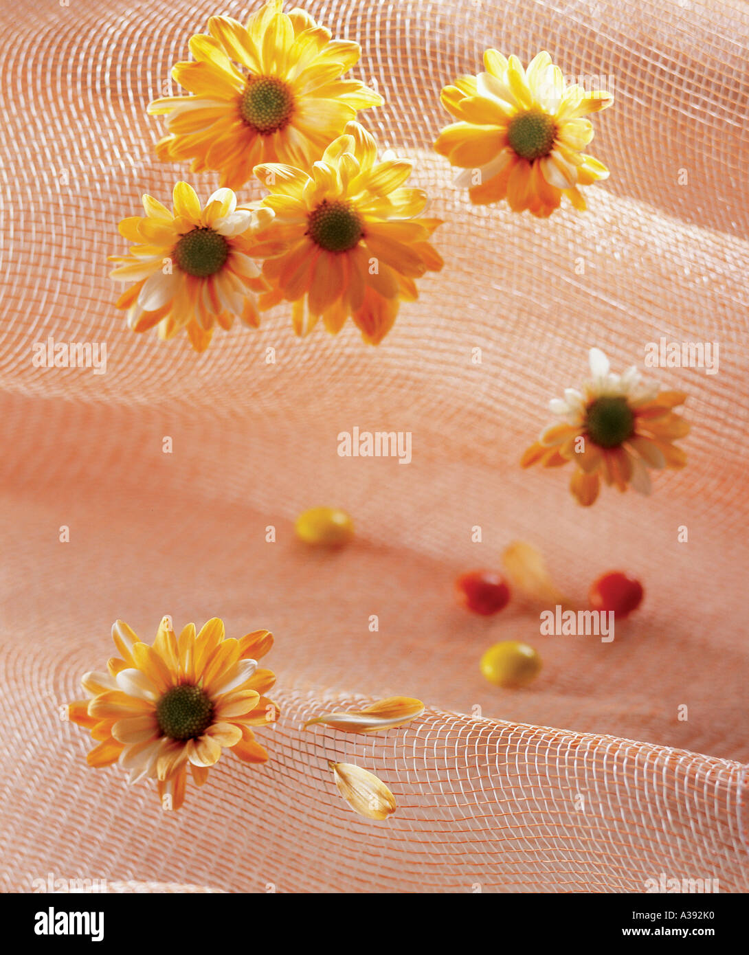 Gauze leaf hi-res stock photography and images - Alamy