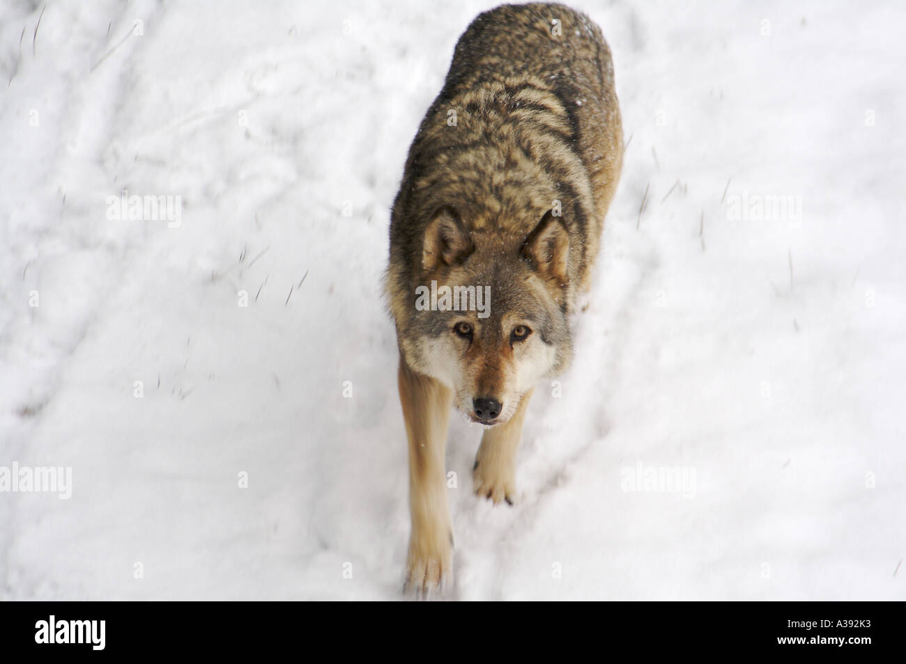 Wolf walking trough the snow Stock Photo - Alamy
