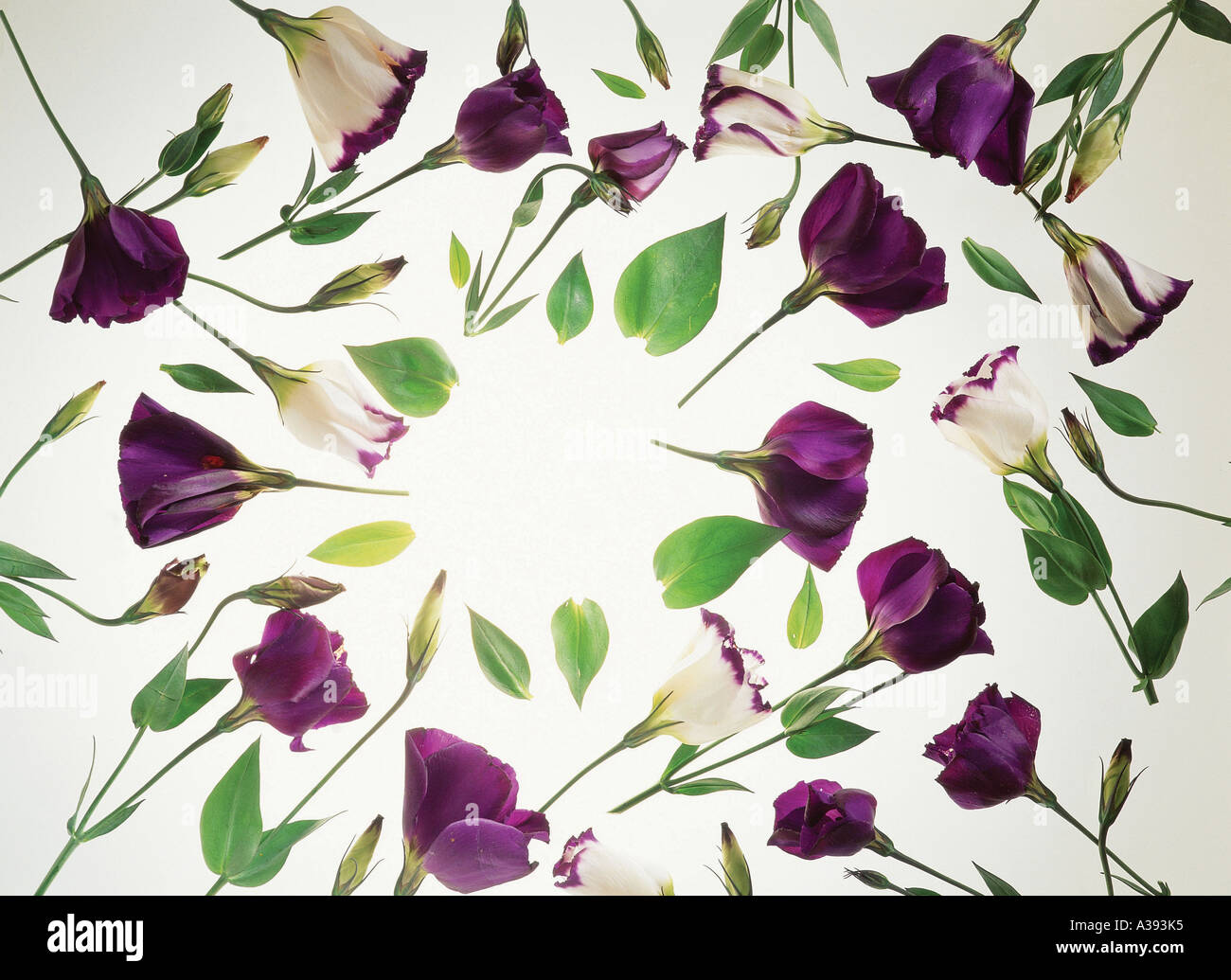 flower,still life,scene,scenery,background,fancy g Stock Photo - Alamy