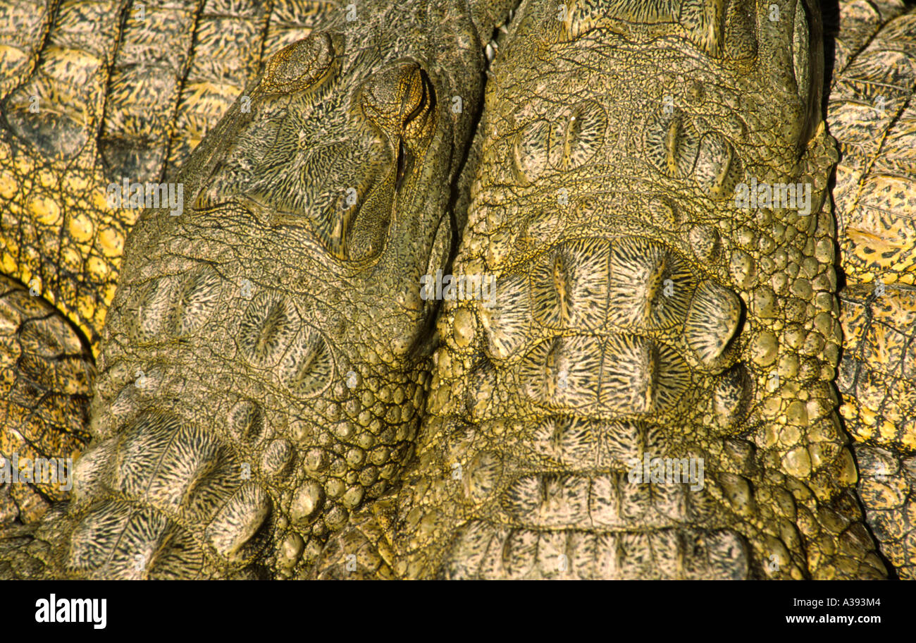 Pattern of crocodiles showing detail of skin, South Africa Stock Photo ...