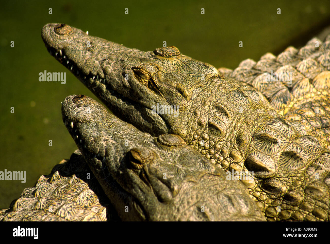 Two small crocodiles rest on the back of a large one, South Africa ...