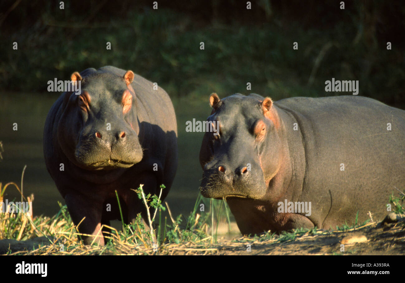 Humorous portrait of two hippos standing together on river bank, South ...