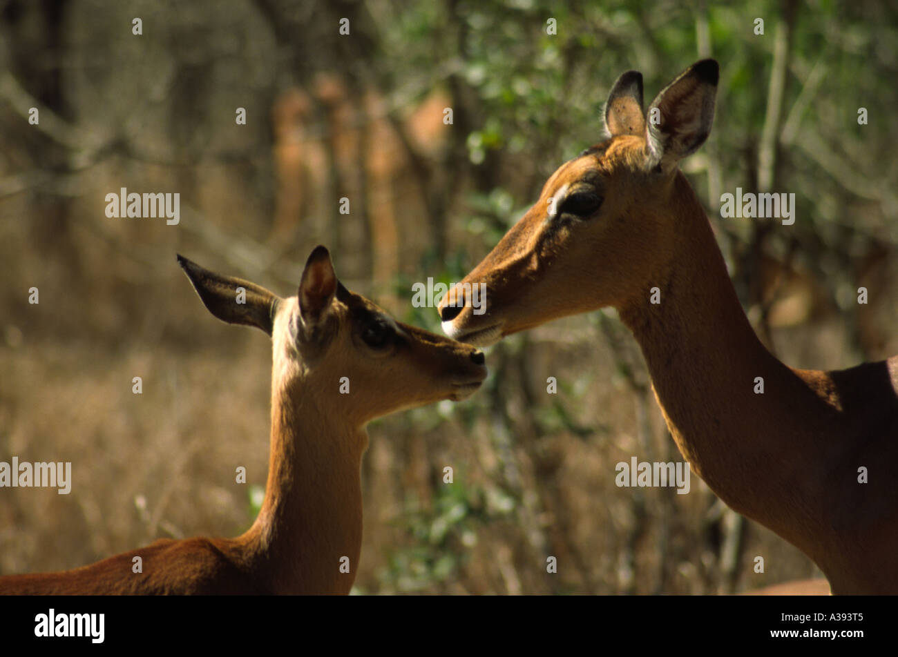 Mother and baby impala kiss, South Africa Stock Photo - Alamy