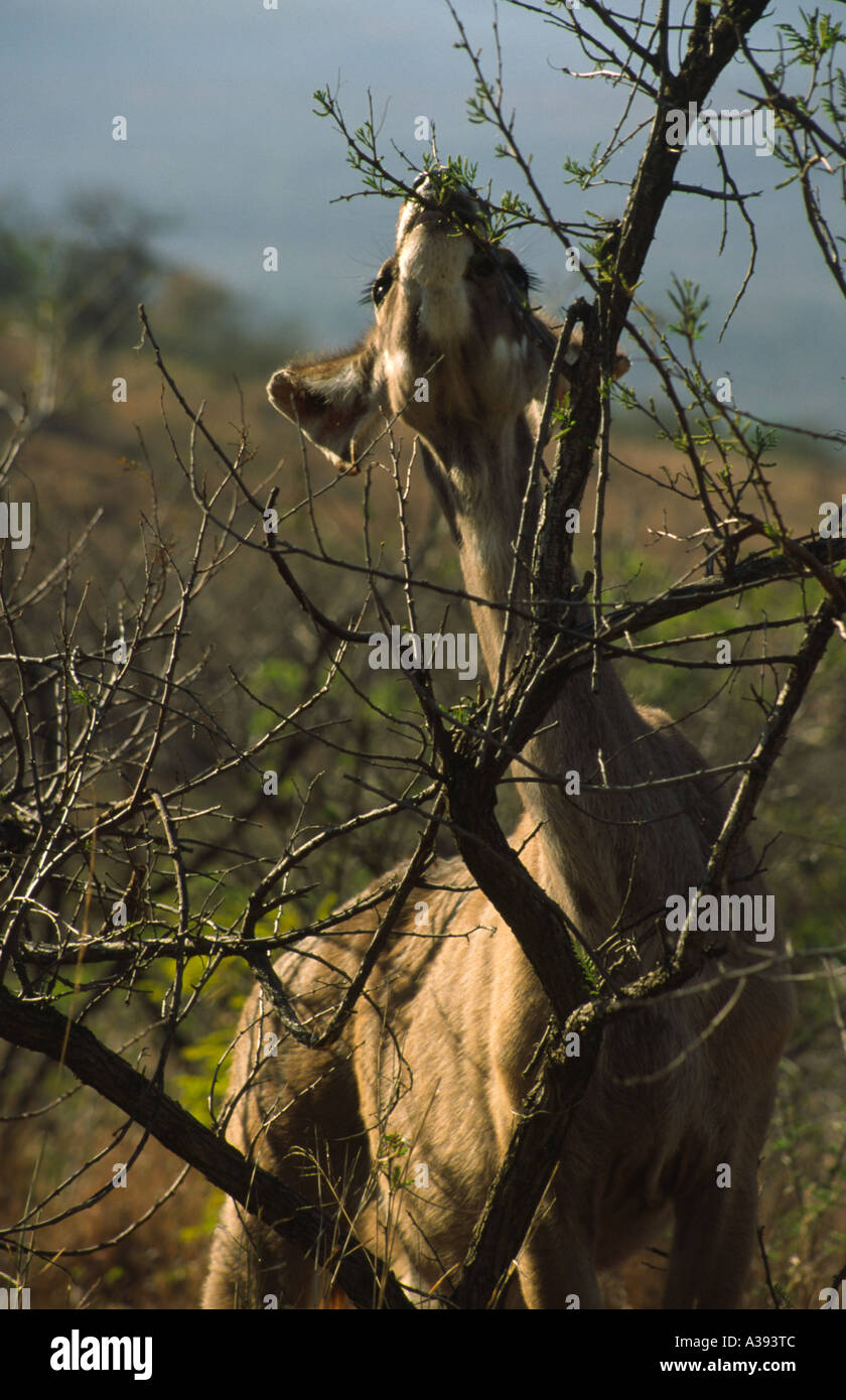 Kudu feeding stretching its neck up into a tall bush, South Africa ...