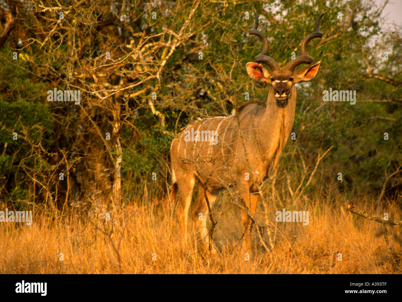 Horizontal full colour full length portrait of Kudu in golden evening ...