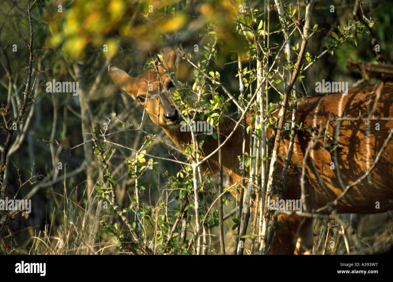 Horizontal head and shoulders portrait of Nyala female eating whilst ...