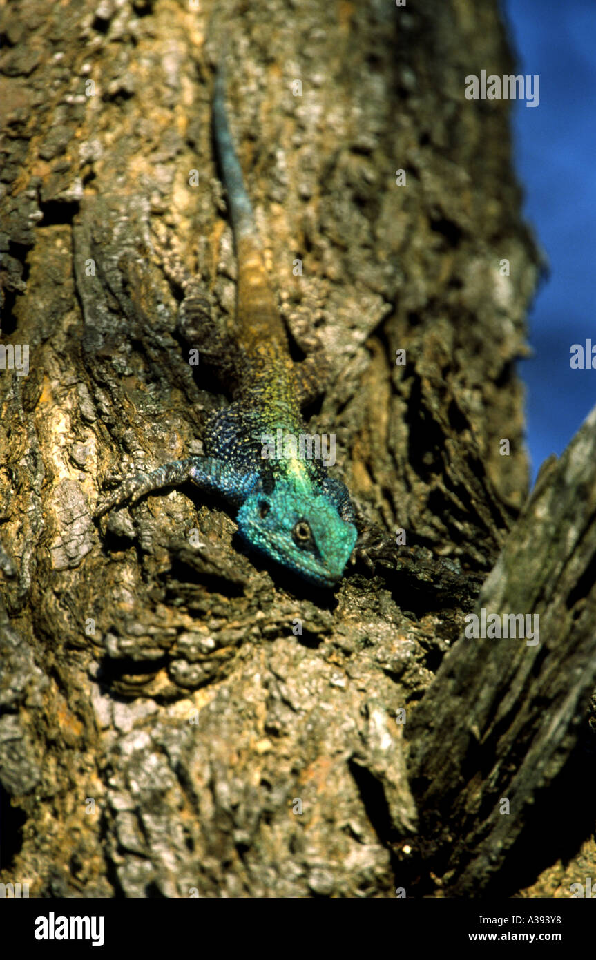 Male Blue Headed Tree Agama lizard climbing down a tree trunk Stock ...