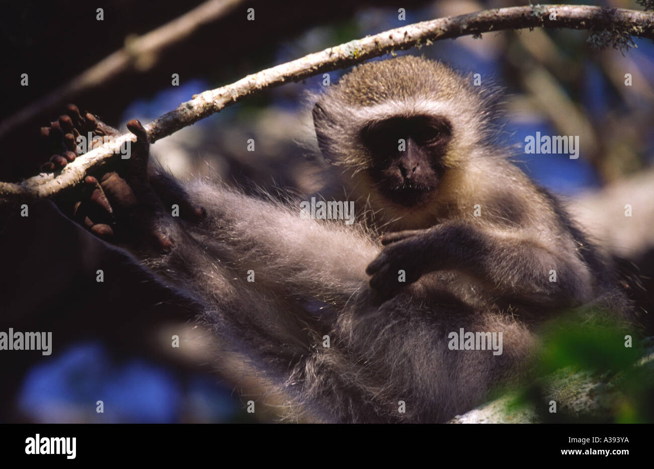 Horizontal full colour portrait of vervet monkey resting in tree with ...