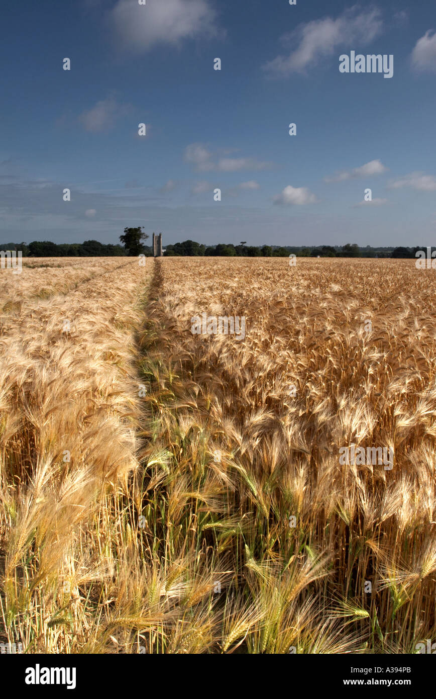 Barley awn hi-res stock photography and images - Alamy