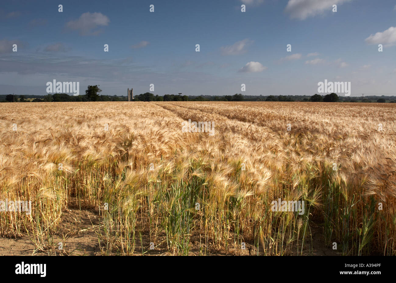 Field crop barley agriculture norfolk ripe hi-res stock photography and ...