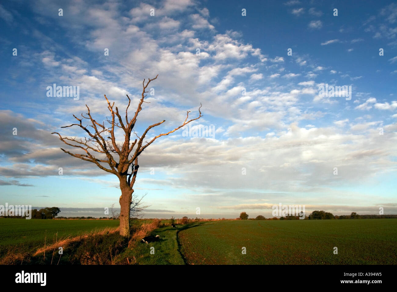 Dead Oak Tree in Norfolk Stock Photo - Alamy