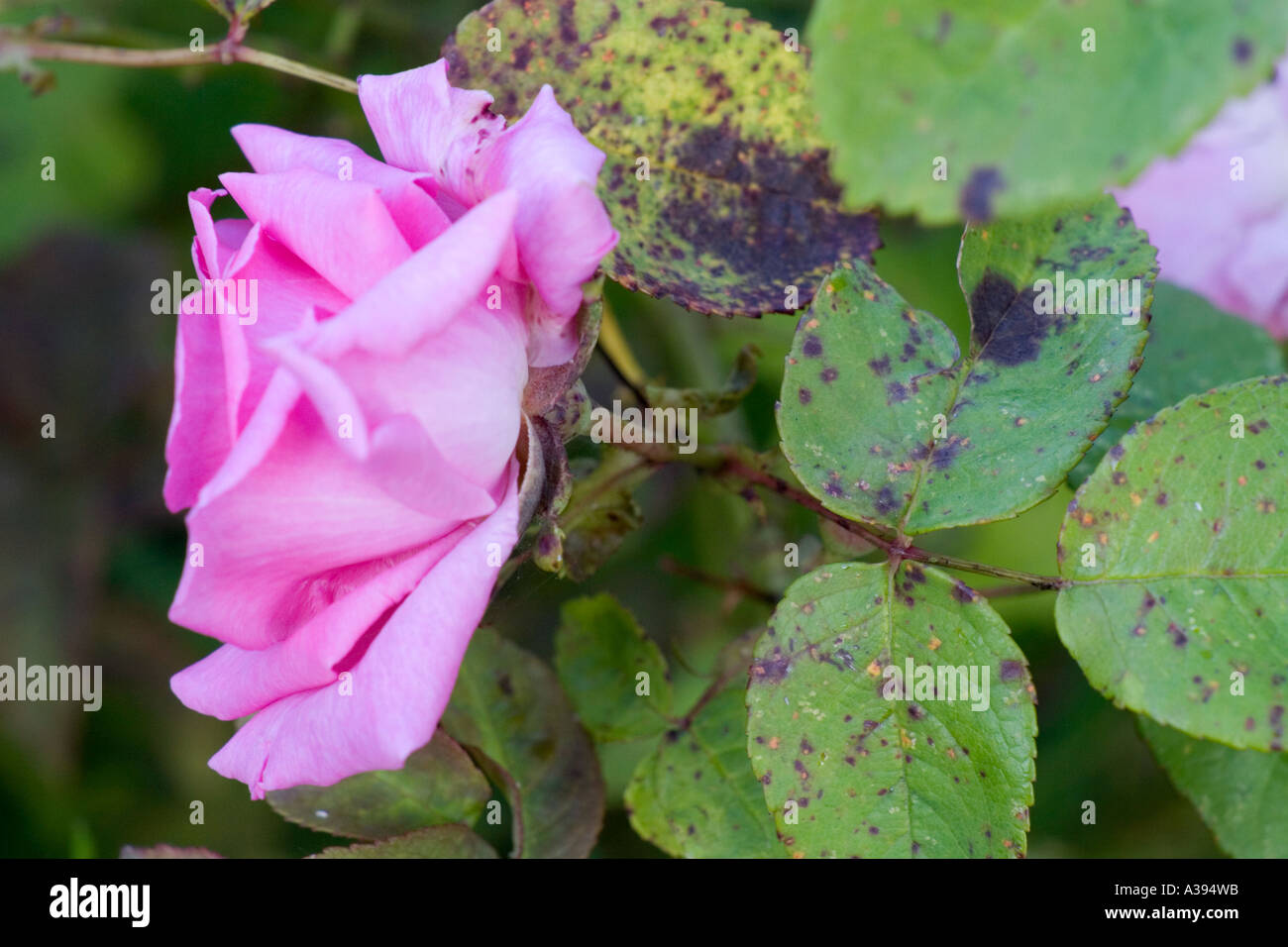 Diseased rose hi-res stock photography and images - Alamy