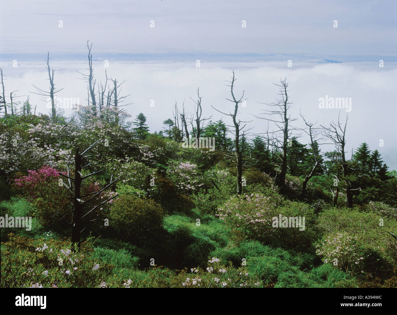 Chiri mountain hi-res stock photography and images - Alamy