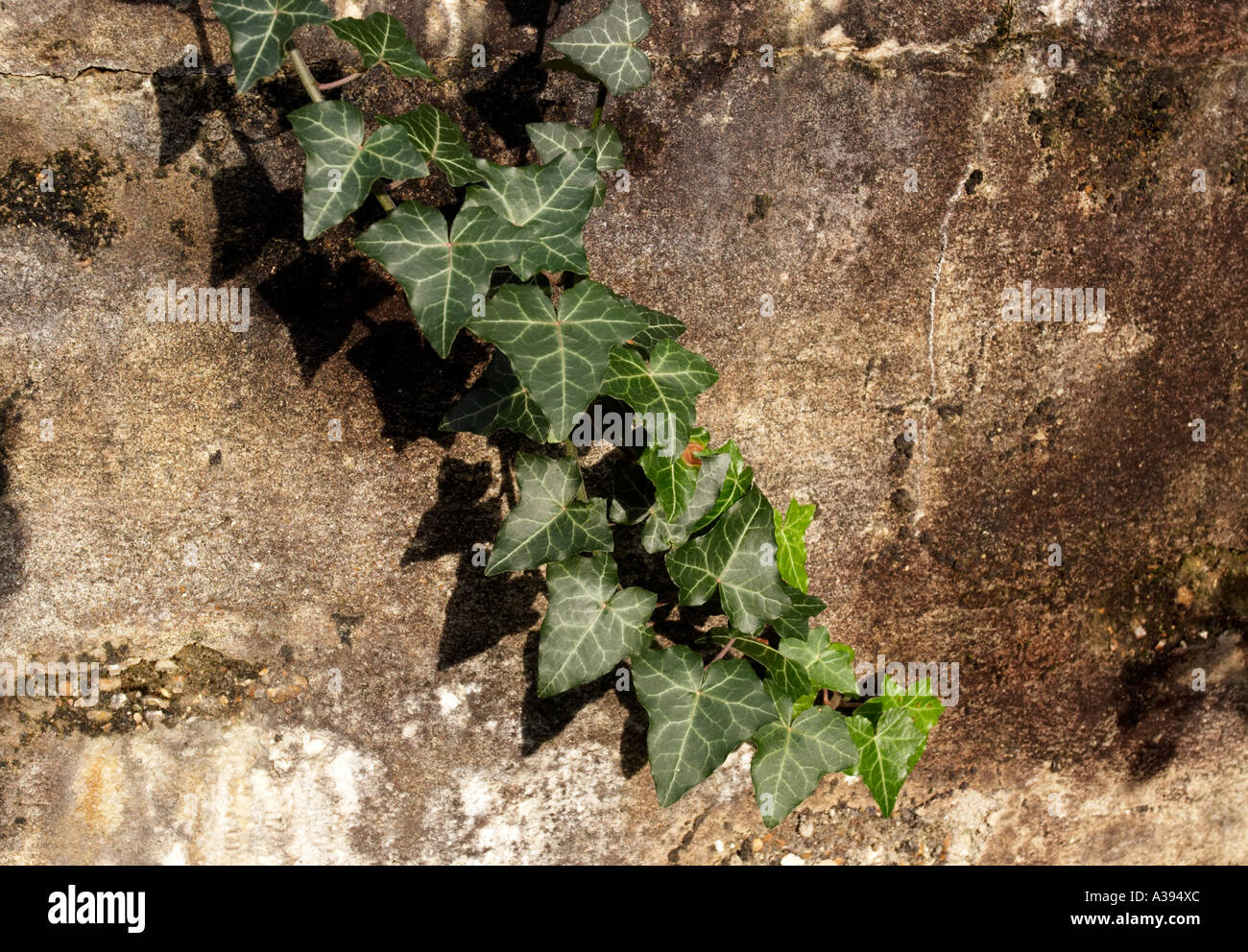 Ivy block hi-res stock photography and images - Alamy