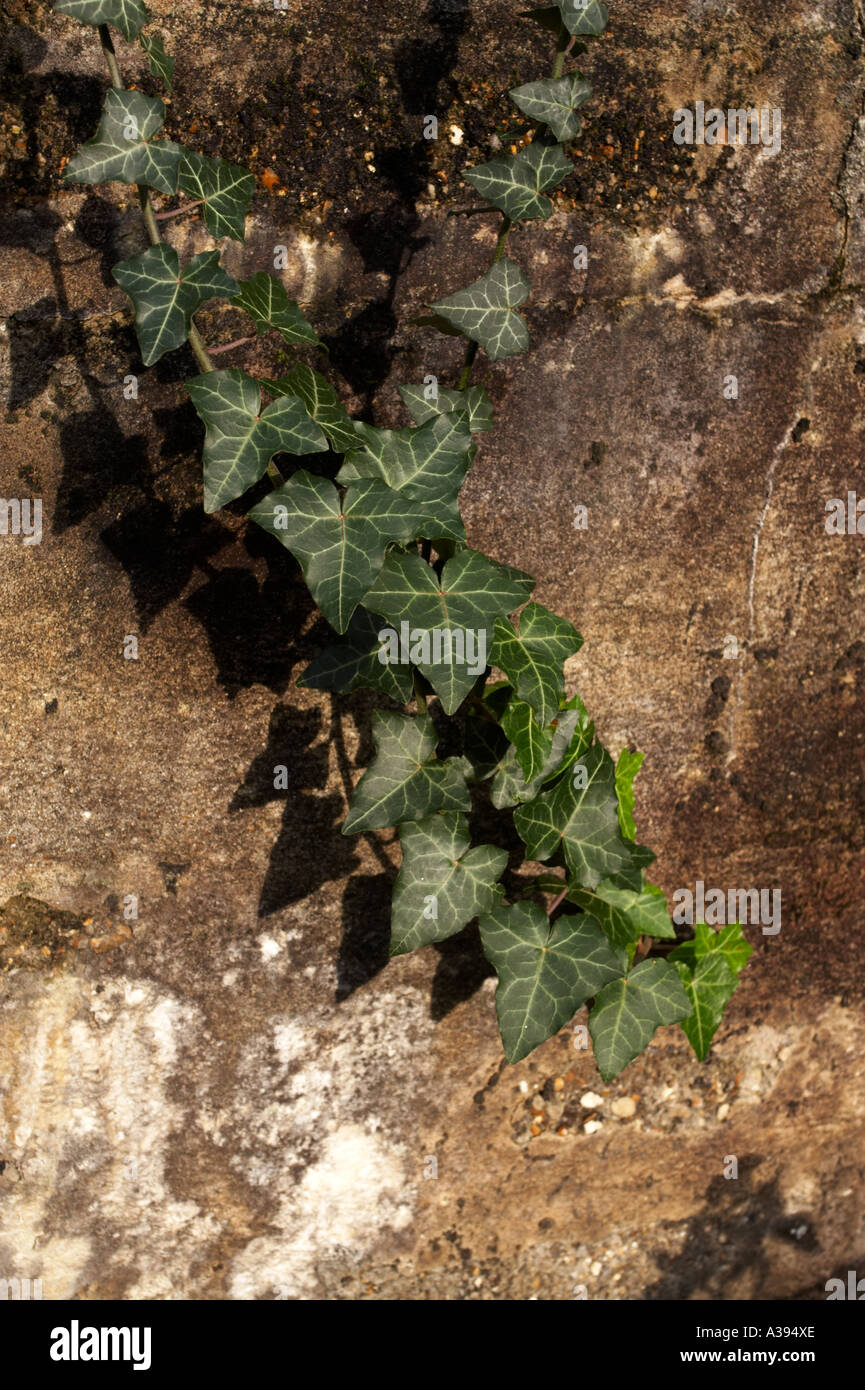 Ivy block hi-res stock photography and images - Alamy