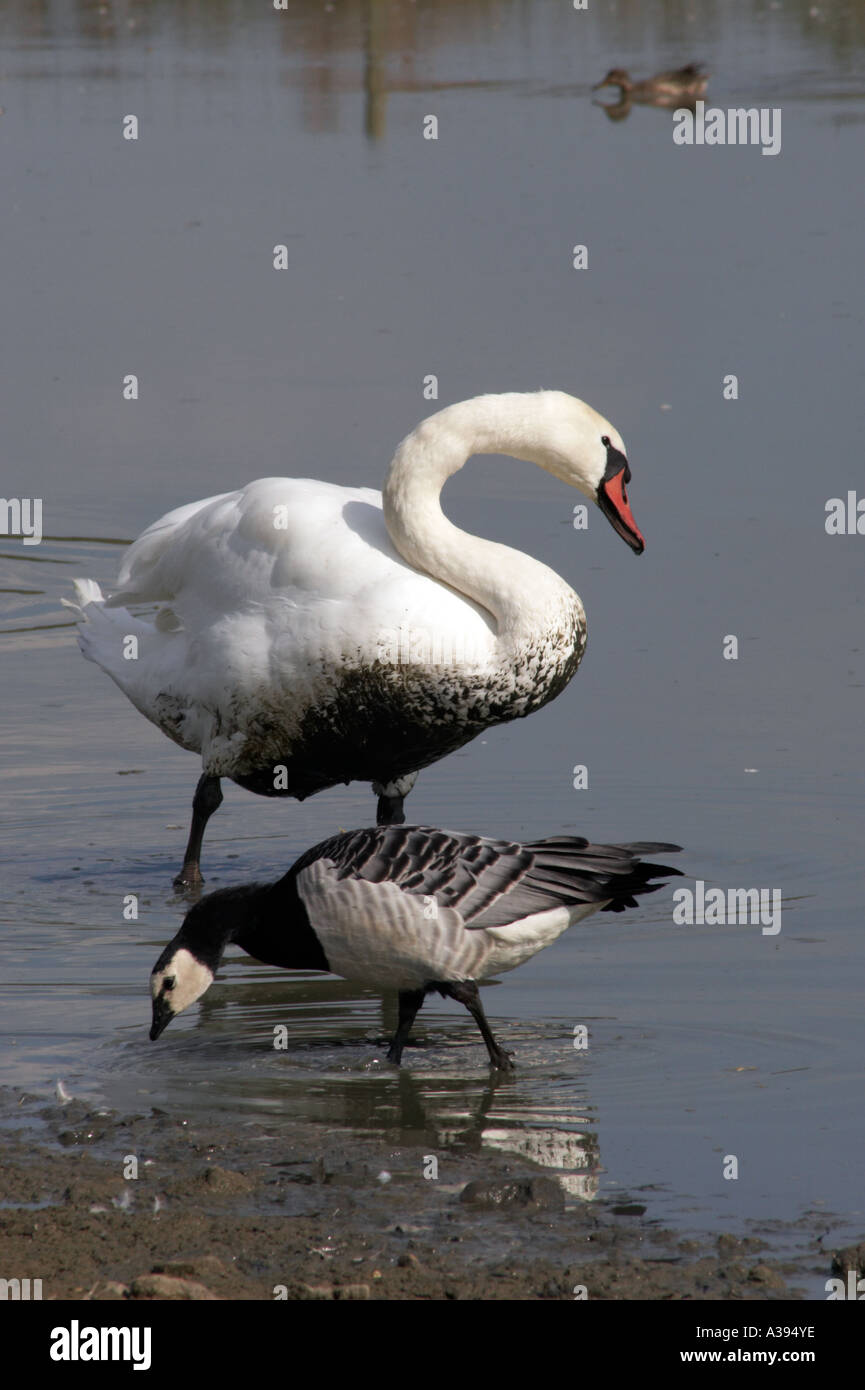 Swan and Goose Stock Photo - Alamy