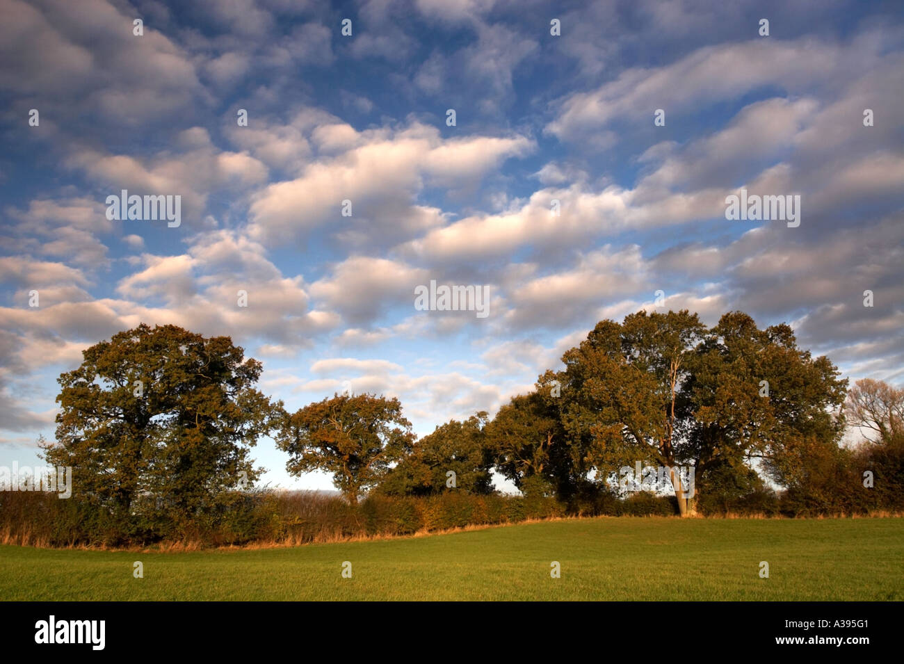 Hedge oak trees hi-res stock photography and images - Alamy