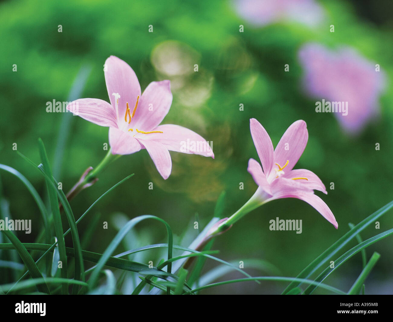Flower of korea hi-res stock photography and images - Alamy