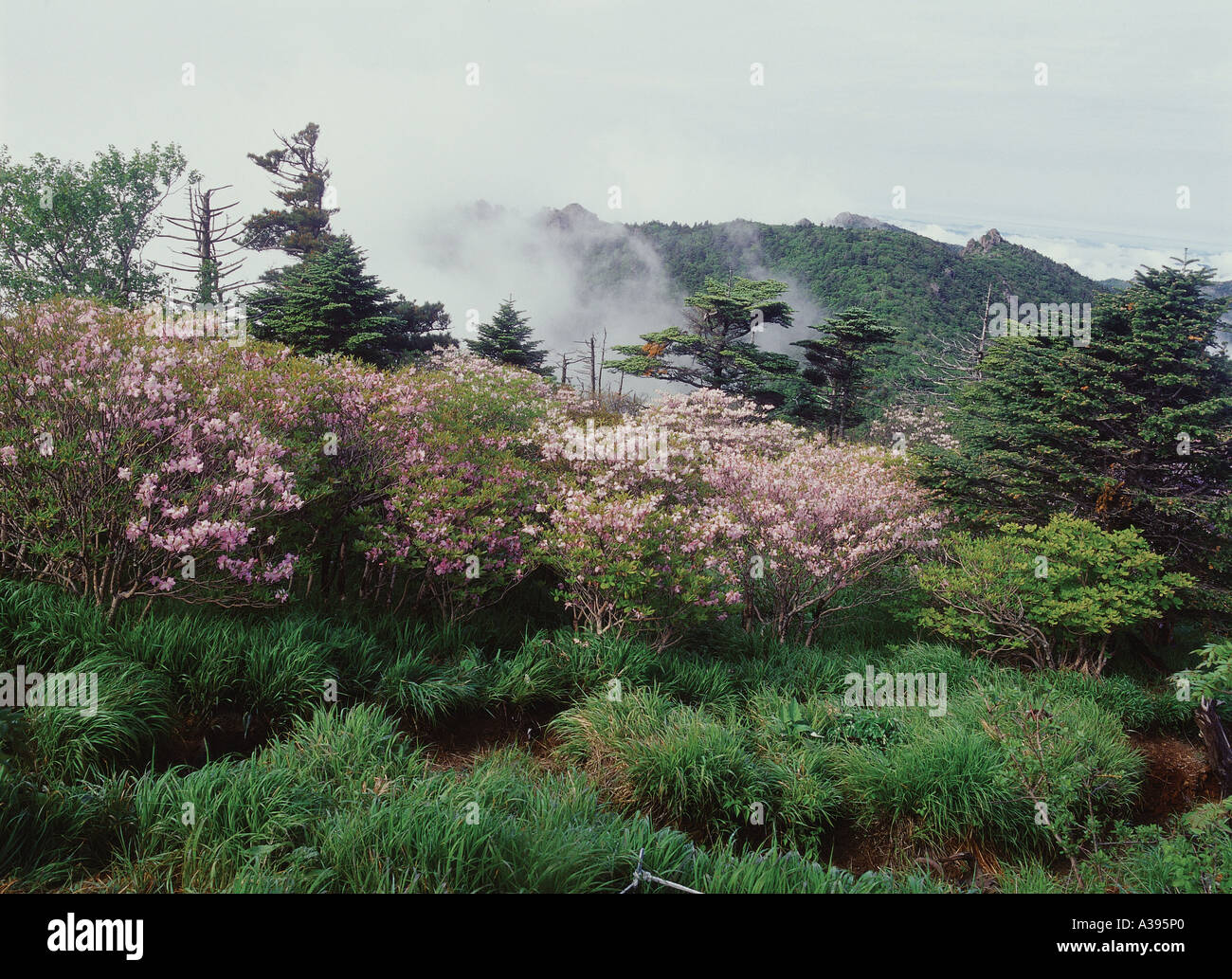 Chiri hi-res stock photography and images - Alamy