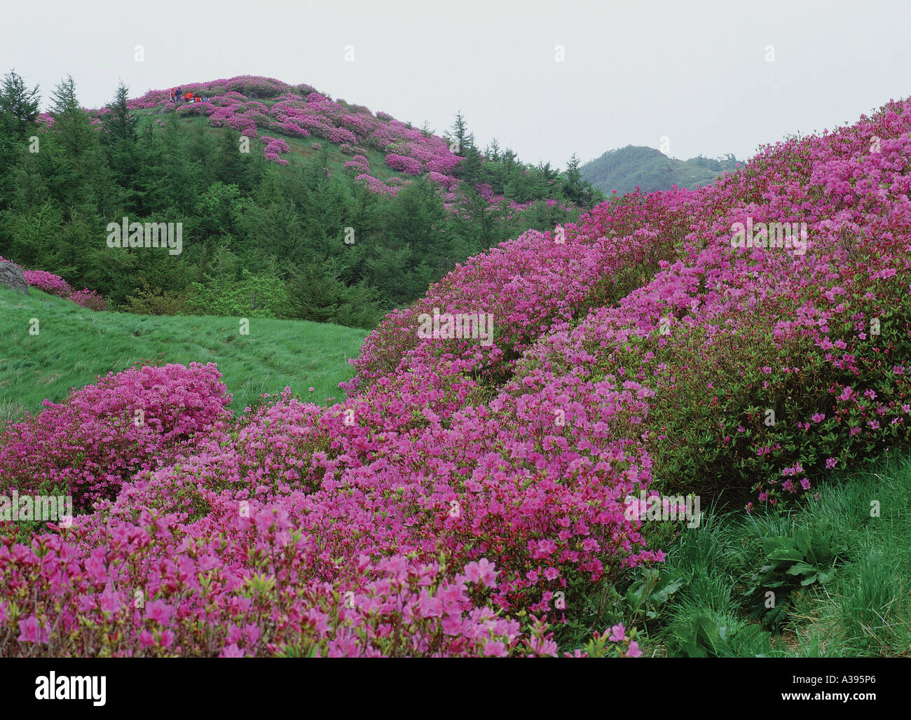 Chiri mountain hi-res stock photography and images - Alamy
