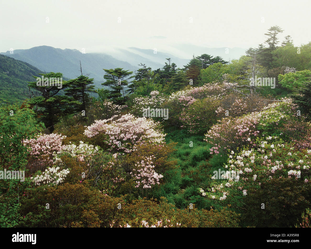 Chiri mountain hi-res stock photography and images - Alamy