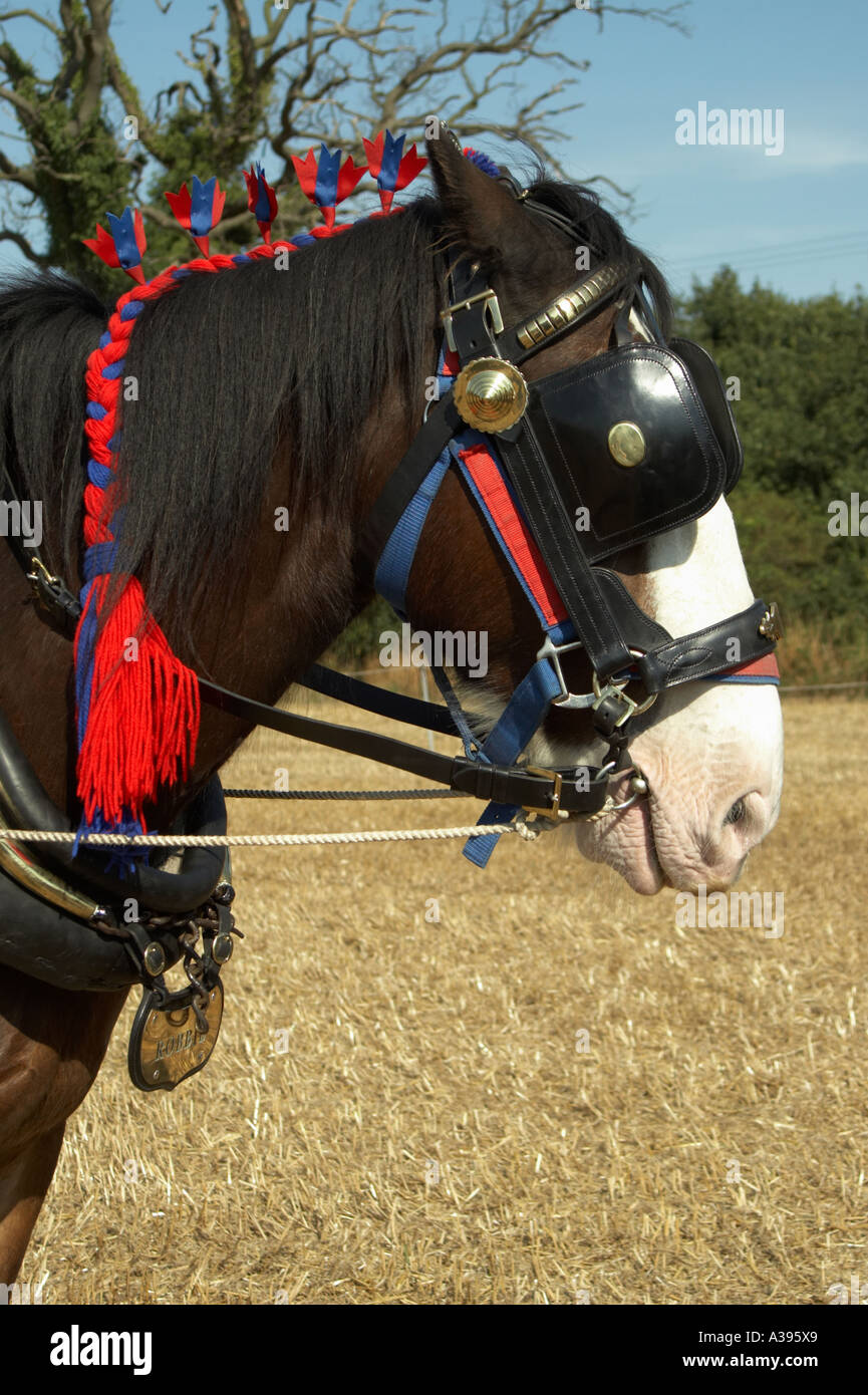 Working shire horse hi-res stock photography and images - Alamy