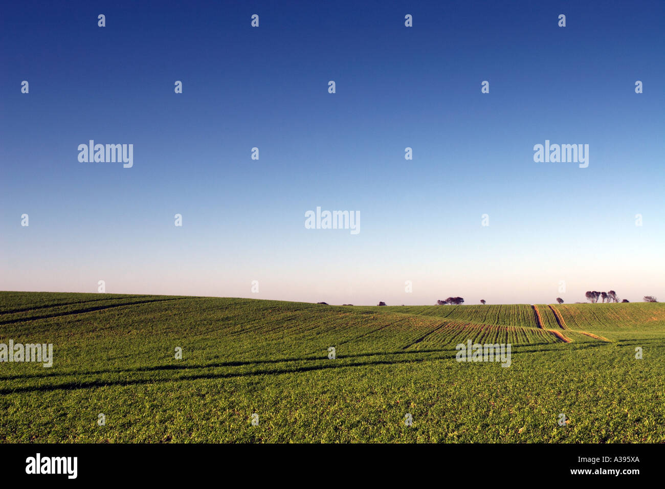 Field tramlines hi-res stock photography and images - Alamy