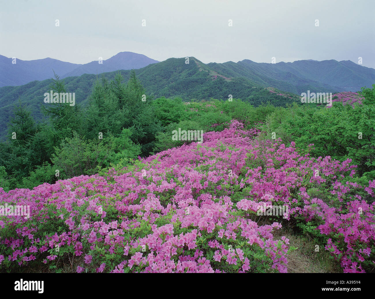 Chiri mountain hi-res stock photography and images - Alamy