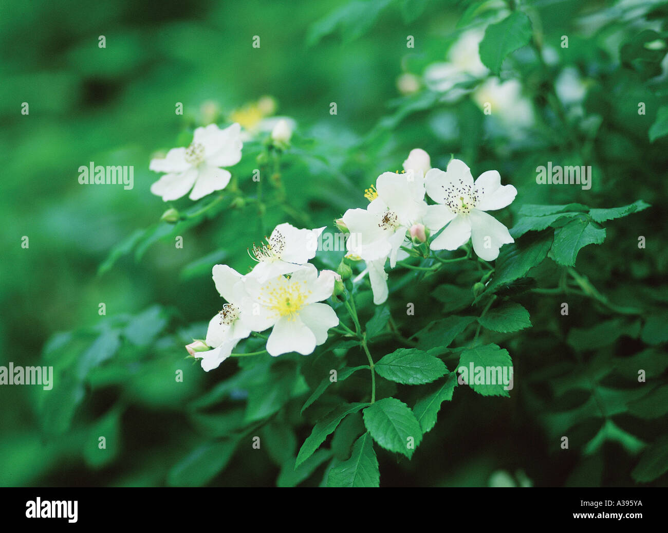 Korea flower hi-res stock photography and images - Alamy