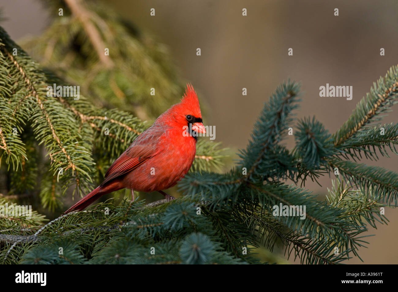 Male Northern Cardinal Cardinalis cardinalis in pine tree Stock Photo ...