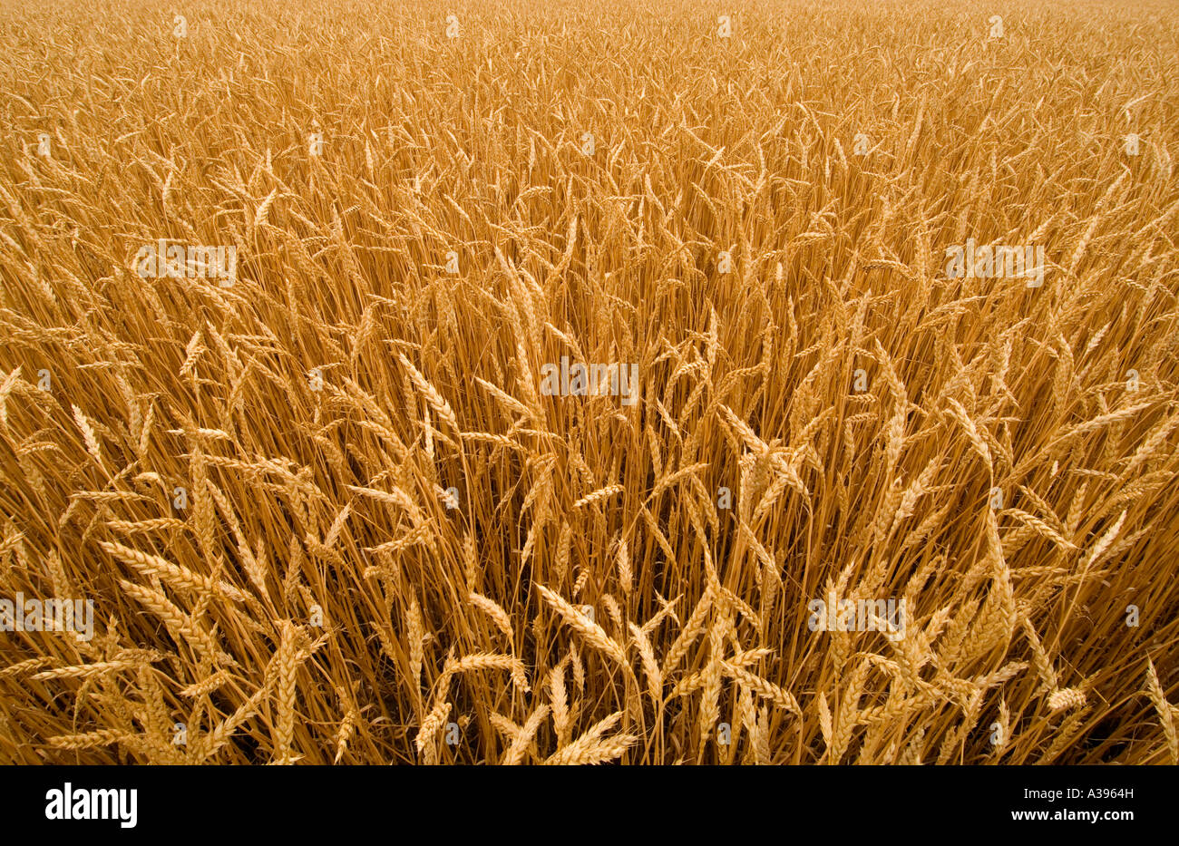 Midwestern wheat field with grain nearly ready for harvest Stock Photo ...