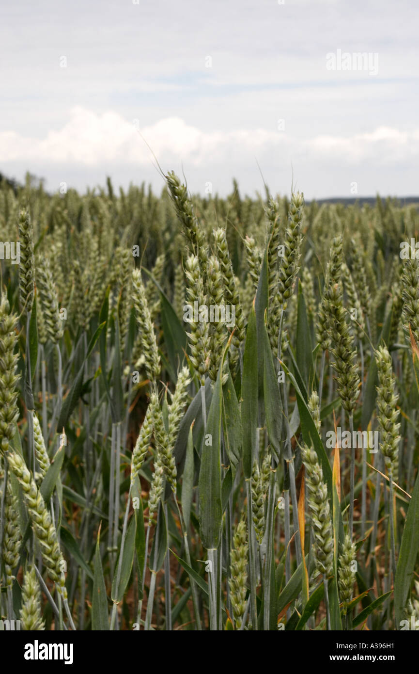 Wheat and herbicide uk hi-res stock photography and images - Alamy