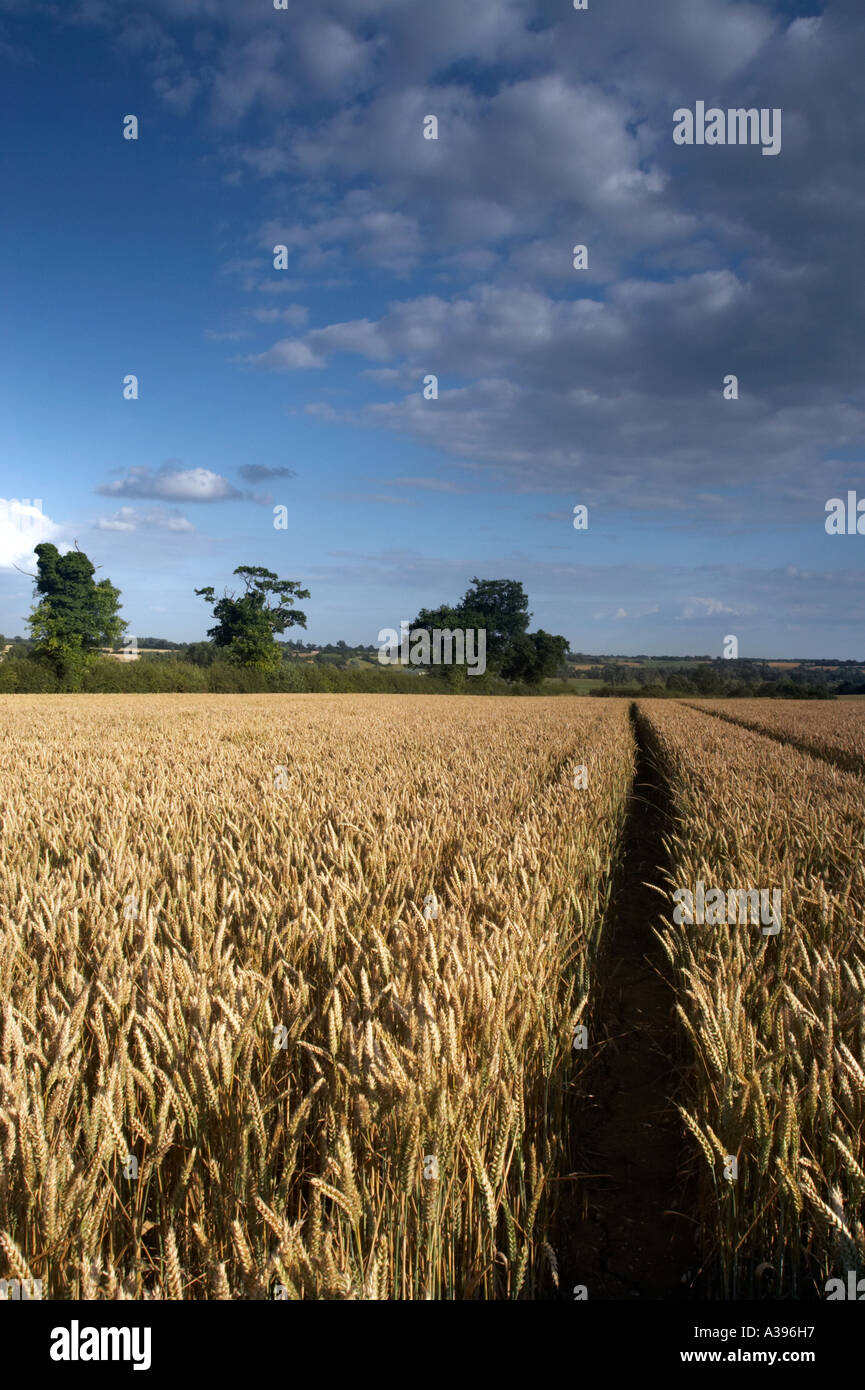 Field tramlines hi-res stock photography and images - Alamy