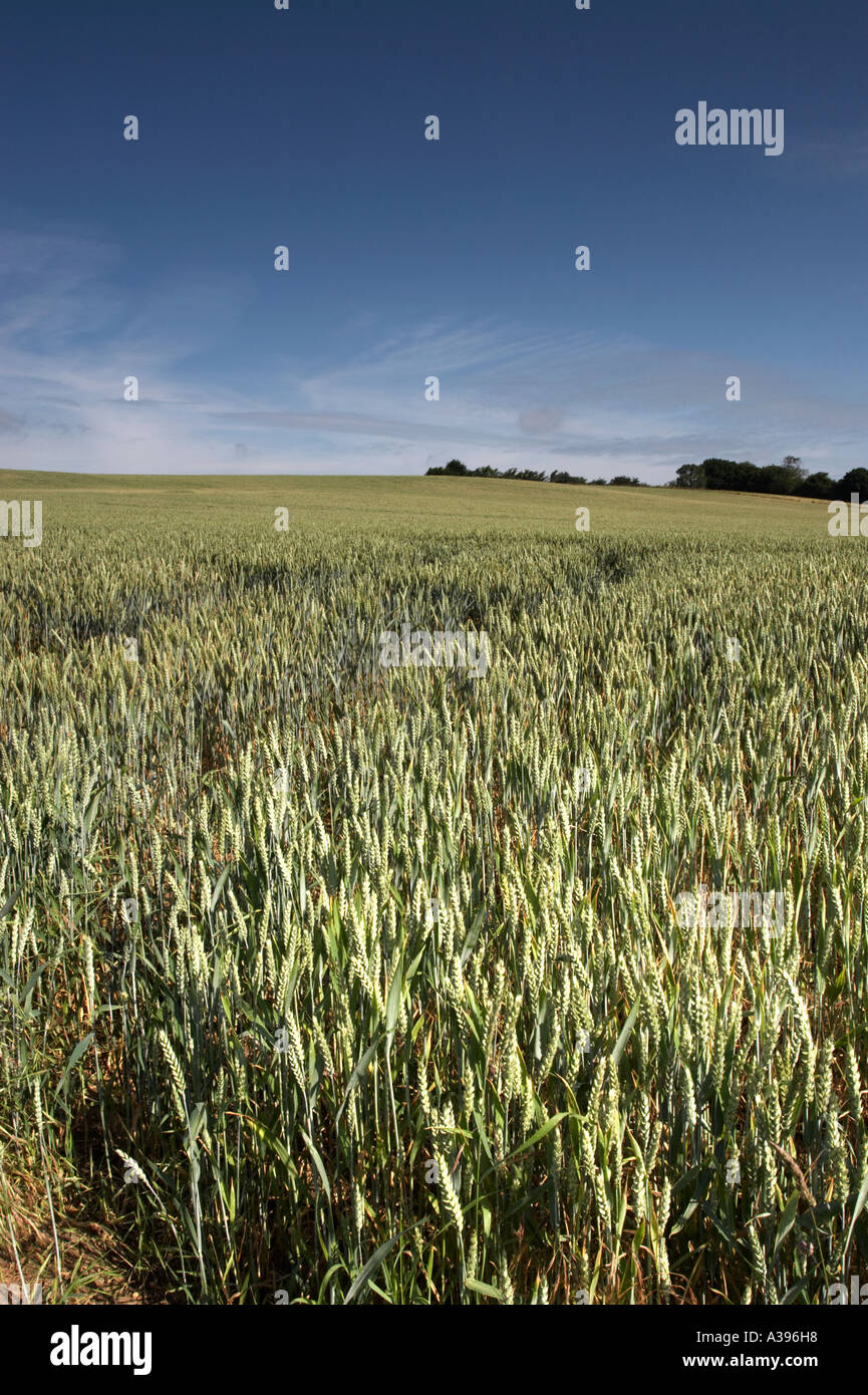 Field tramlines hi-res stock photography and images - Alamy