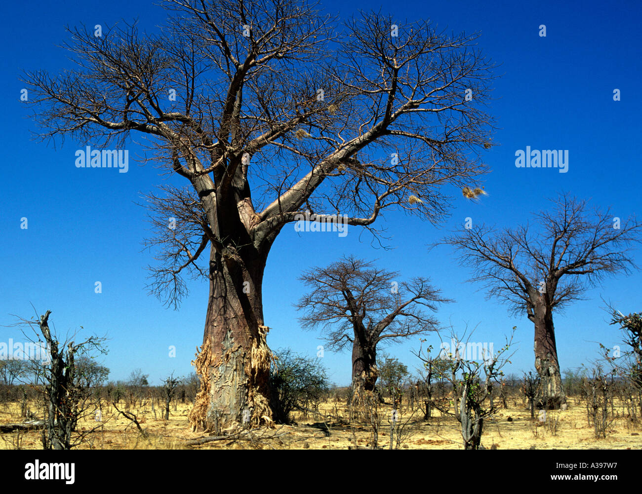 Baobab Trees with elephant damage victoria falls national park zimbabwe ...