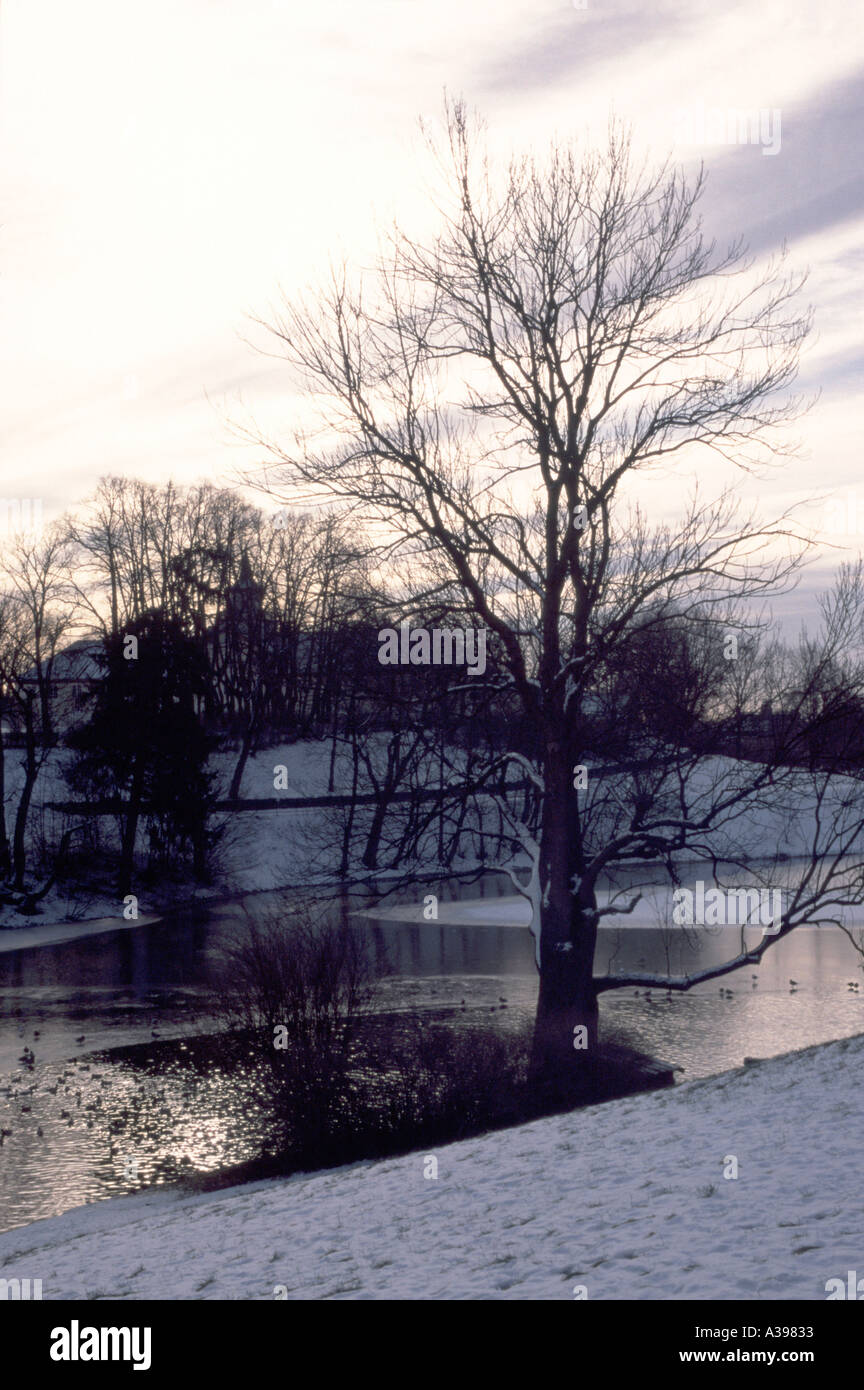 Tree in winter Stock Photo - Alamy